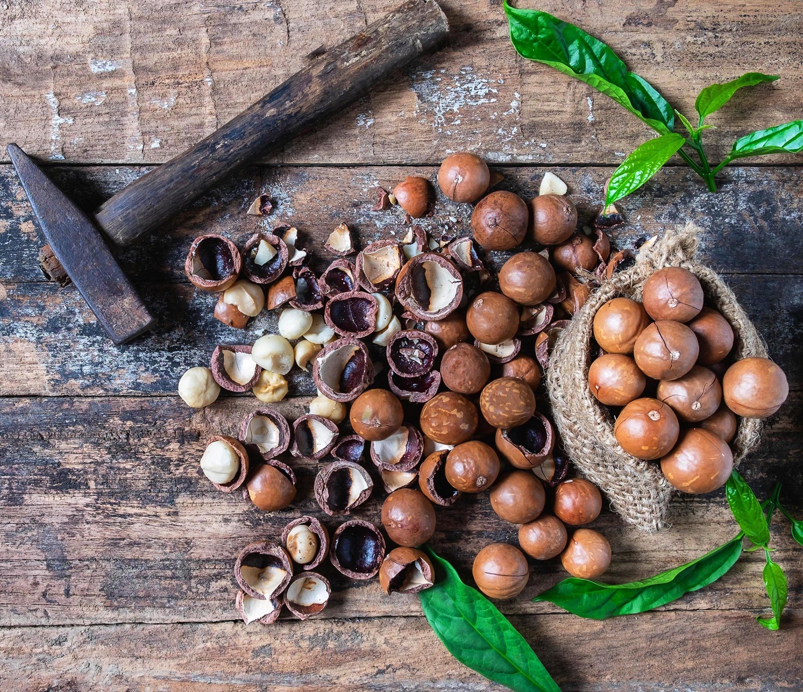 Macadamia Farming - Bullseye Capital macadamia farming